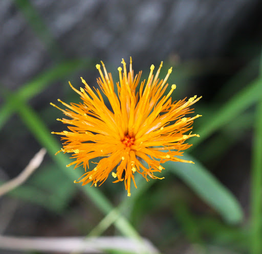Süleymanpaşa Belediyesi